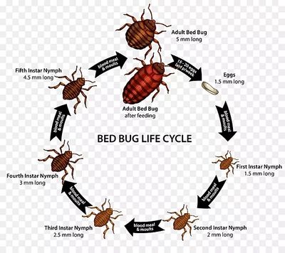 Bed Bug Prep Procedures